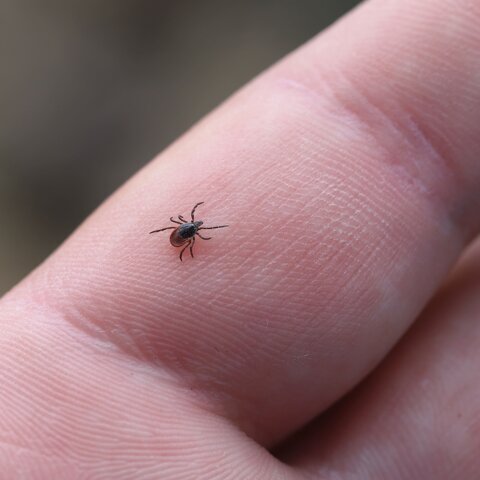 Piqûre de tiques : les réflexes prévention